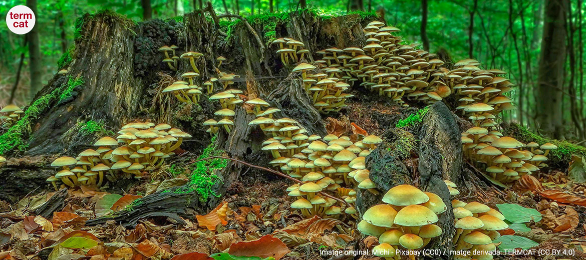 #termedelasetmana: funga – El blog del TERMCAT